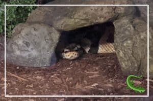 Can You Keep a Ball Python Outside? - Reptile Jam