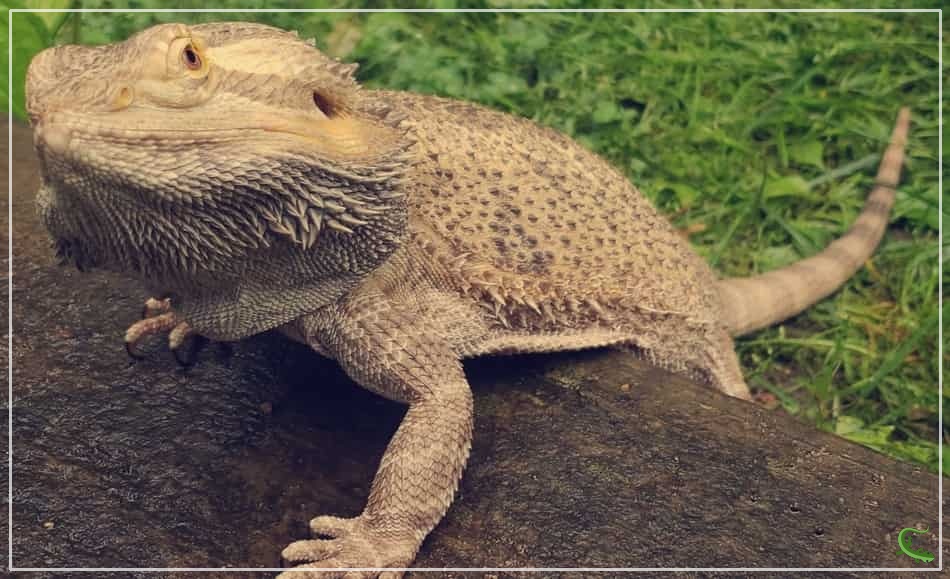 Why Does My Bearded Dragon Get Mad When I Take Him Outside?