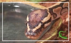 Can Ball Pythons Hold Their Breath Underwater?