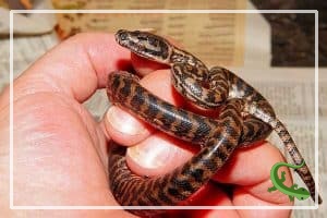 24 Types of Pet Snakes (Pictures, Sizes, Facts) - Reptile Jam