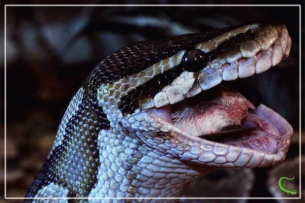 Ball Pythons - Reptile Jam