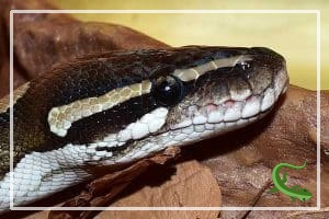 Ball Python Care Sheet (Important Tips) - Reptile Jam