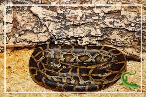 The 24 Types of Snakes With 57 Examples - Reptile Jam