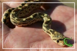 24 Types of Pet Snakes (Pictures, Sizes, Facts) - Reptile Jam