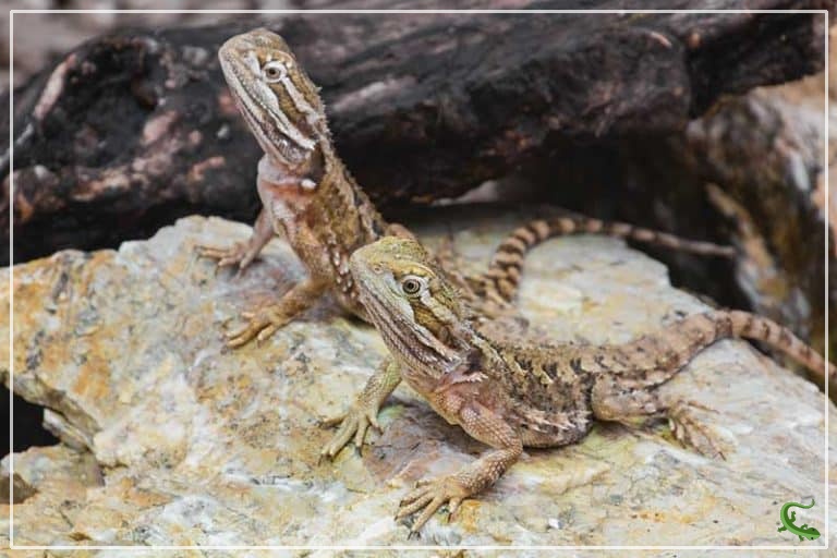 28 of the MOST Interesting Facts About Bearded Dragons - Reptile Jam