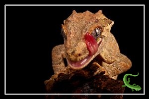Types of Pet Lizards (25 Species) - Reptile Jam
