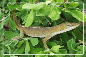 Types of Pet Lizards (25 Species) - Reptile Jam