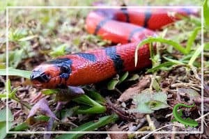24 Types of Pet Snakes (Pictures, Sizes, Facts) - Reptile Jam