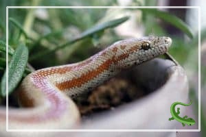 12 Pet Snakes That Stay Small (With Pictures) - Reptile Jam