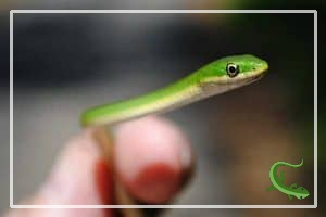 11 Snakes That Eat Insects (Pictures) - Reptile Jam