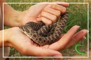 8 Snakes That Look Like Rattlesnakes (Pictures) - Reptile Jam
