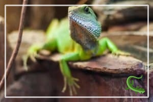 Types of Pet Lizards (25 Species) - Reptile Jam