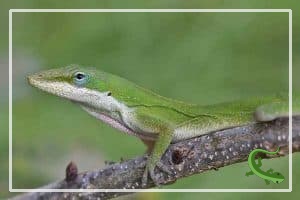 9 Types of Green Lizards in Florida - Reptile Jam