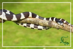 16 Types of Kingsnakes in the United States (With Pictures) - Reptile Jam