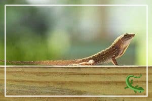 11 Invasive Lizards in Florida (With Pictures) - Reptile Jam