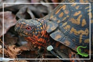 Types of Box Turtles in Florida (4 Subspecies With Pictures) - Reptile Jam