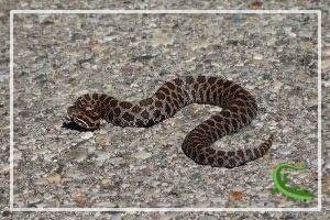 Rattlesnakes in Michigan (Meet the Only Species) - Reptile Jam