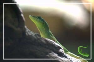 9 Types of Green Lizards in Florida - Reptile Jam