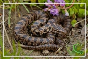 8 Snakes That Look Like Rattlesnakes (Pictures) - Reptile Jam