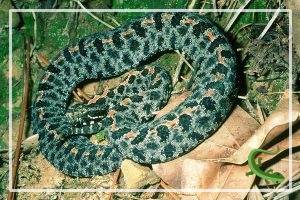 Rattlesnakes in Georgia (3 Species) - Reptile Jam
