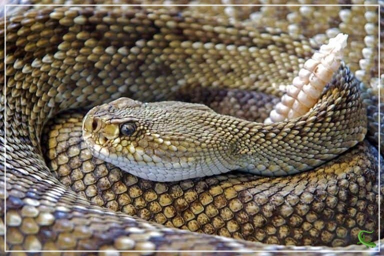 Rattlesnakes in Texas (9 Species With Pictures) - Reptile Jam