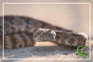 6 Species of Rattlesnakes in Utah (with Pictures) - Reptile Jam