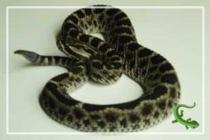 Rattlesnakes in Texas (9 Species With Pictures) - Reptile Jam