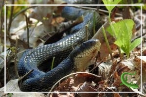 3 Types of Rat Snakes in Alabama (Pictures) - Reptile Jam
