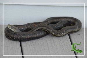 5 Kinds of Rat Snakes in Georgia (Pictures & Facts) - Reptile Jam