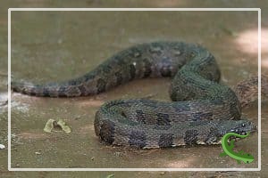 6 Types of Water Snakes in South Carolina - Reptile Jam