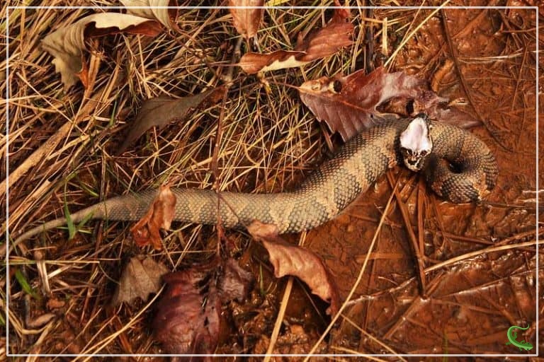 6 Types of Water Snakes in South Carolina - Reptile Jam