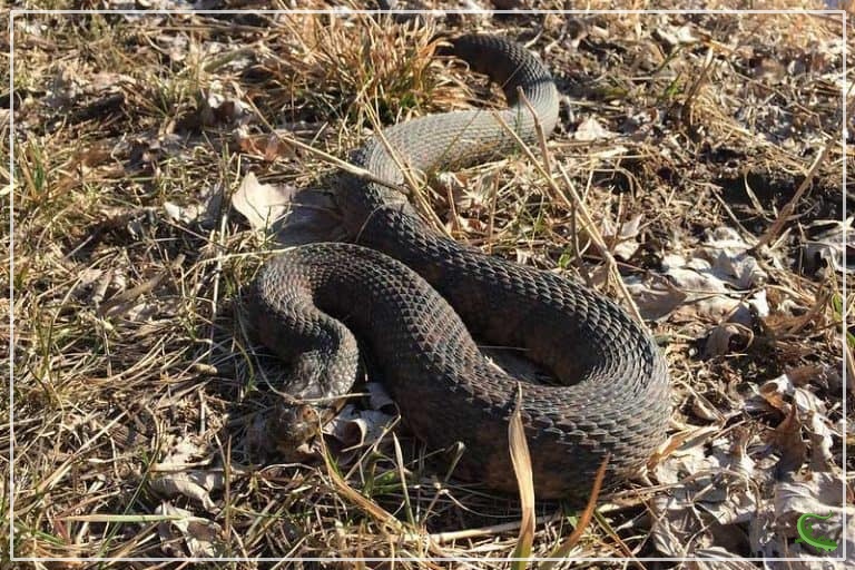8 Snakes That Look Like Rattlesnakes (Pictures) - Reptile Jam