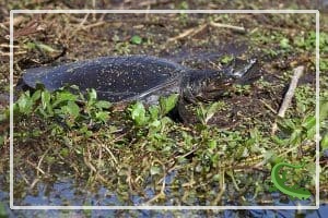 10 Different Turtles with Long Necks (Pictures) - Reptile Jam