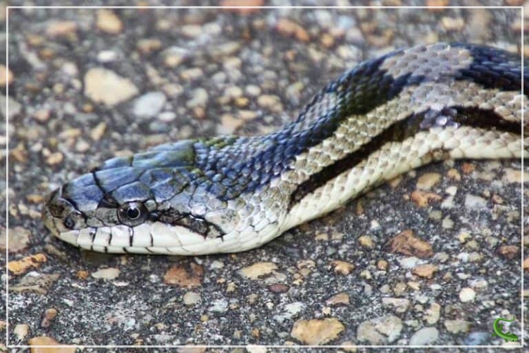5 Types of Rat Snakes in Florida (With Pictures) - Reptile Jam