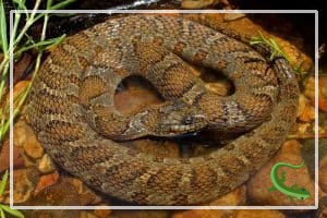 6 Types of Water Snakes in Kentucky (with Pictures) - Reptile Jam