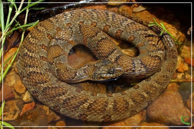 6 Types of TRUE Water Snakes in Georgia (Pictures) - Reptile Jam