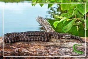 4 Types of Water Snakes in Indiana (Pictures) - Reptile Jam
