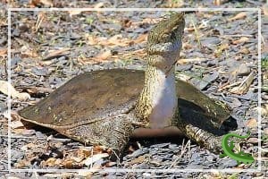 Softshell Turtles in Florida (3 Species, Pictures, FAQ) - Reptile Jam
