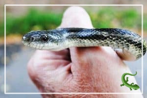 8 Snakes That Look Like Rattlesnakes (Pictures) - Reptile Jam