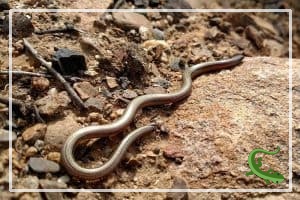 12 Types of Lizards That Look Like Snakes (Pictures) - Reptile Jam