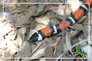 16 Types of Kingsnakes in the United States (With Pictures) - Reptile Jam