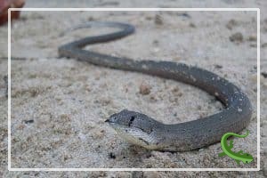 12 Types of Lizards That Look Like Snakes (Pictures) - Reptile Jam