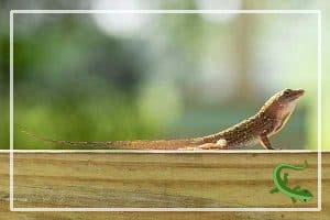 11 Types of Anoles in Florida (Pictures) - Reptile Jam