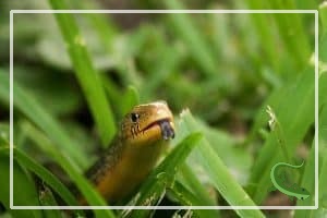 12 Types of Lizards That Look Like Snakes (Pictures) - Reptile Jam