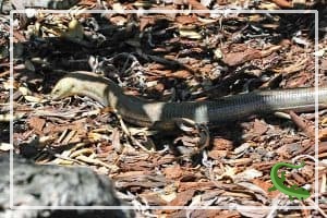 12 Types of Lizards That Look Like Snakes (Pictures) - Reptile Jam