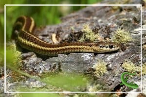 The 24 Types of Snakes With 57 Examples - Reptile Jam