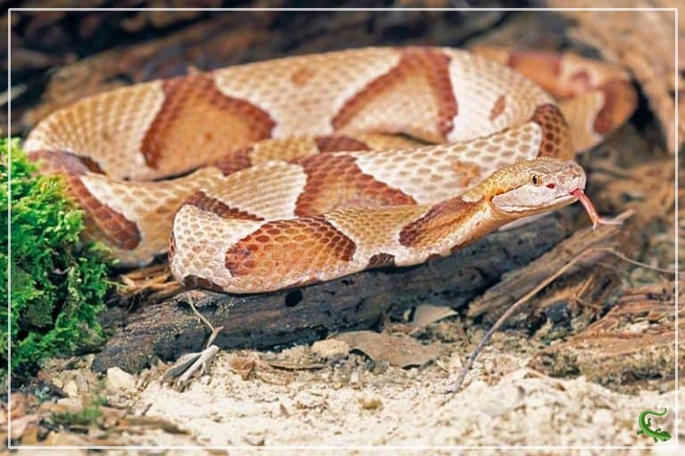 The 24 Types of Snakes With 57 Examples - Reptile Jam