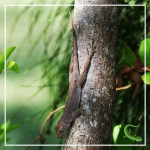 11 Types of Anoles in Florida (Pictures) - Reptile Jam