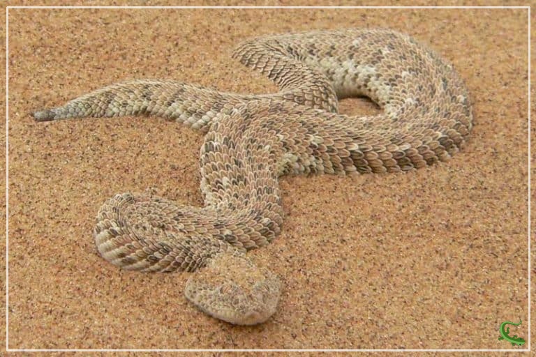 The 24 Types of Snakes With 57 Examples - Reptile Jam