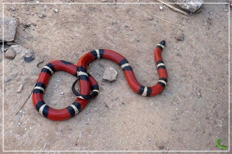 The 24 Types of Snakes With 57 Examples - Reptile Jam